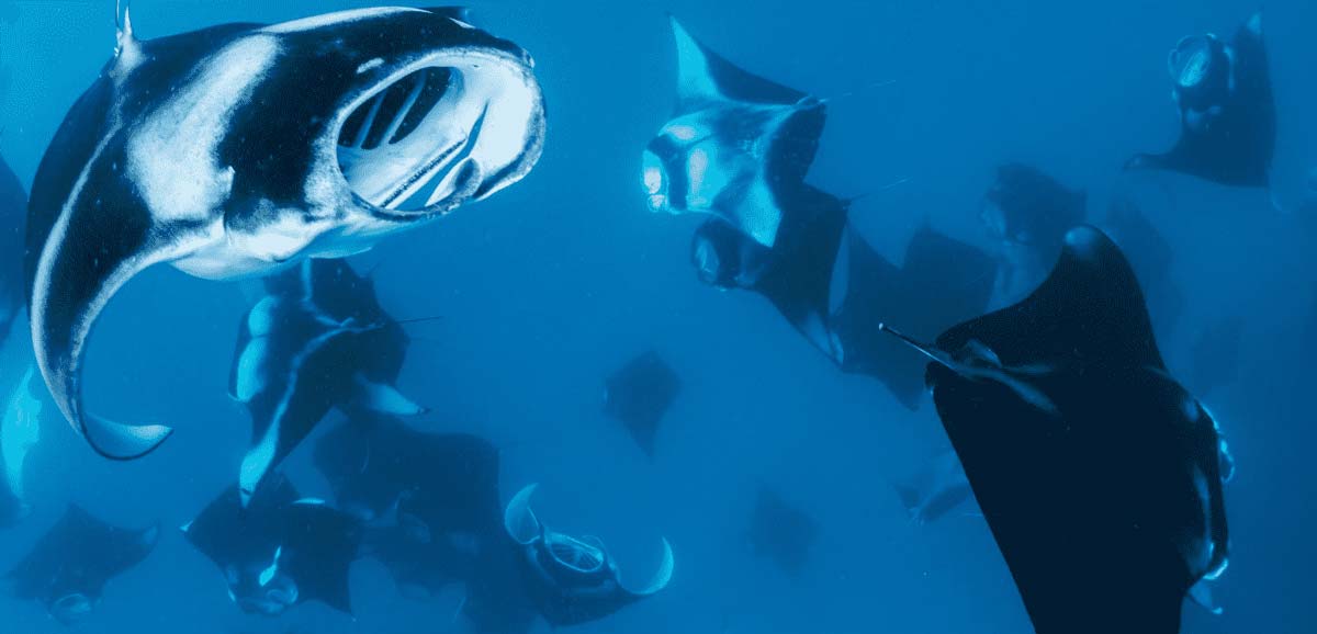 Manta Rays at Hanifaru Bay | Blogs | Nautilus Maldives